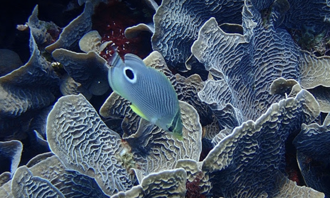 Book Your Honduras Diving AdZENture! All-inclusive retreat